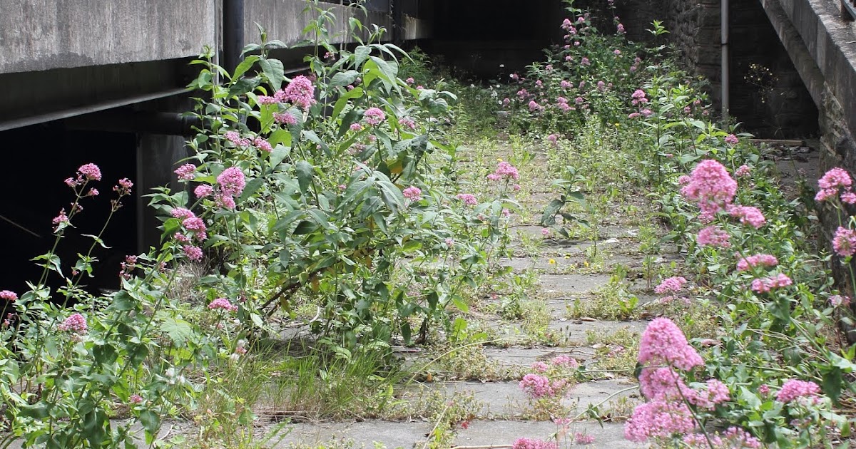 Valley Naturalist: Wildflowers of Pontypool Town Centre