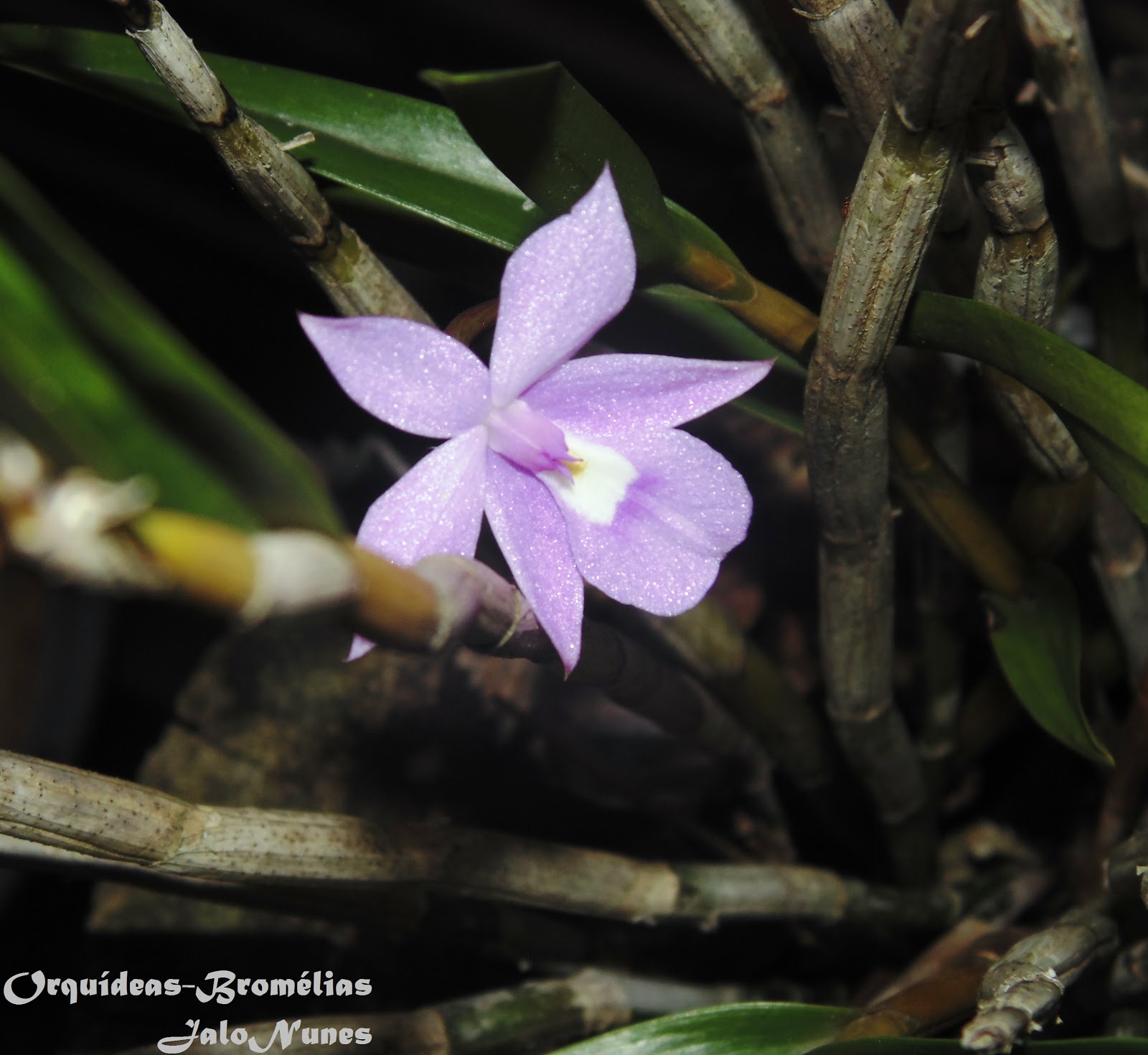 ORQUÍDEAS * BROMÉLIAS: 5 - Orquídea: Dimerandra emarginata