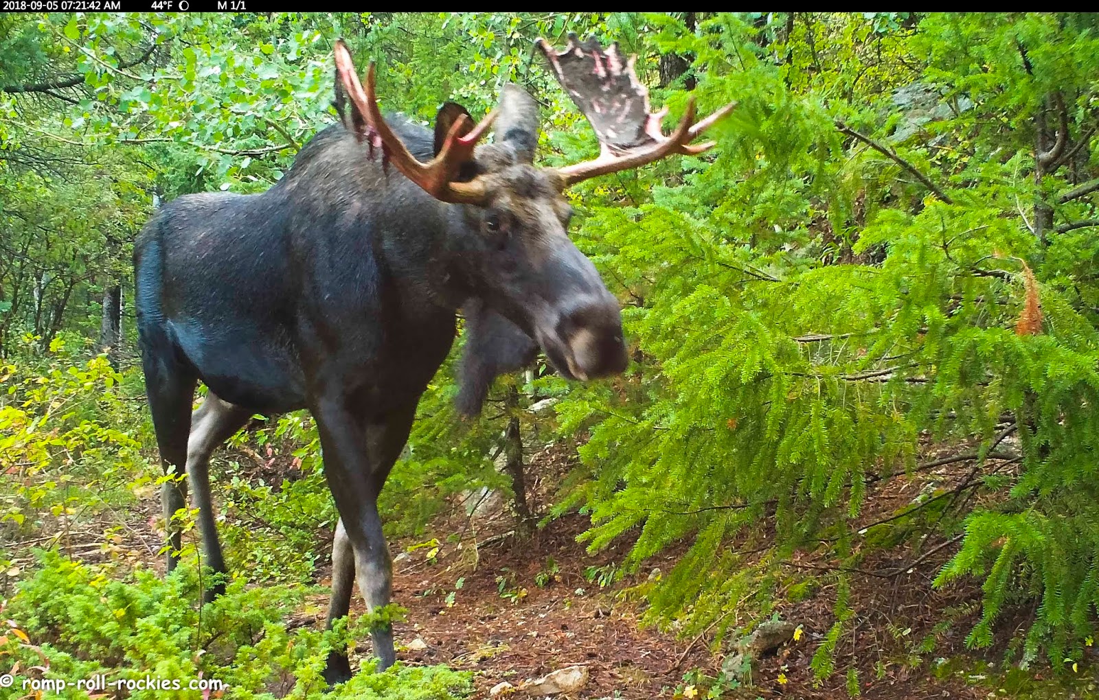 Romping and Rolling in the Rockies: Moose During Mating Season