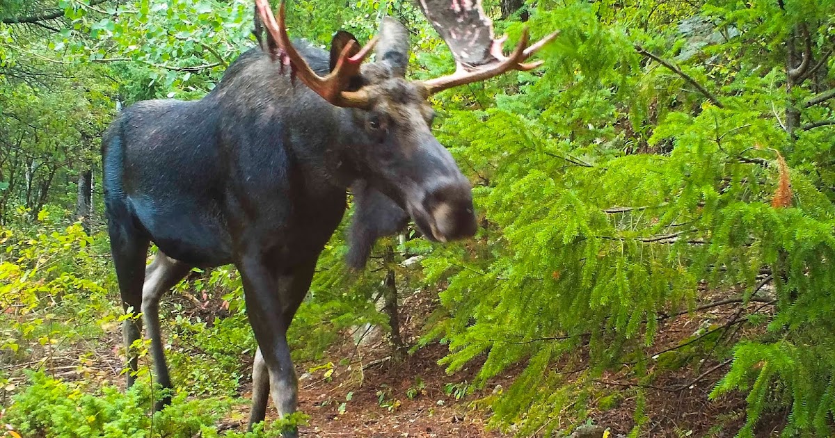 Romping and Rolling in the Rockies: Moose During Mating Season