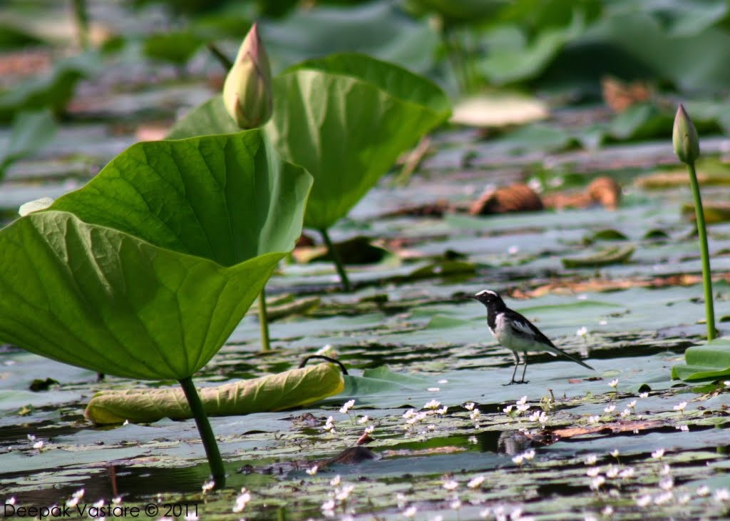 Pakshi Loka: Birding around BR Hills