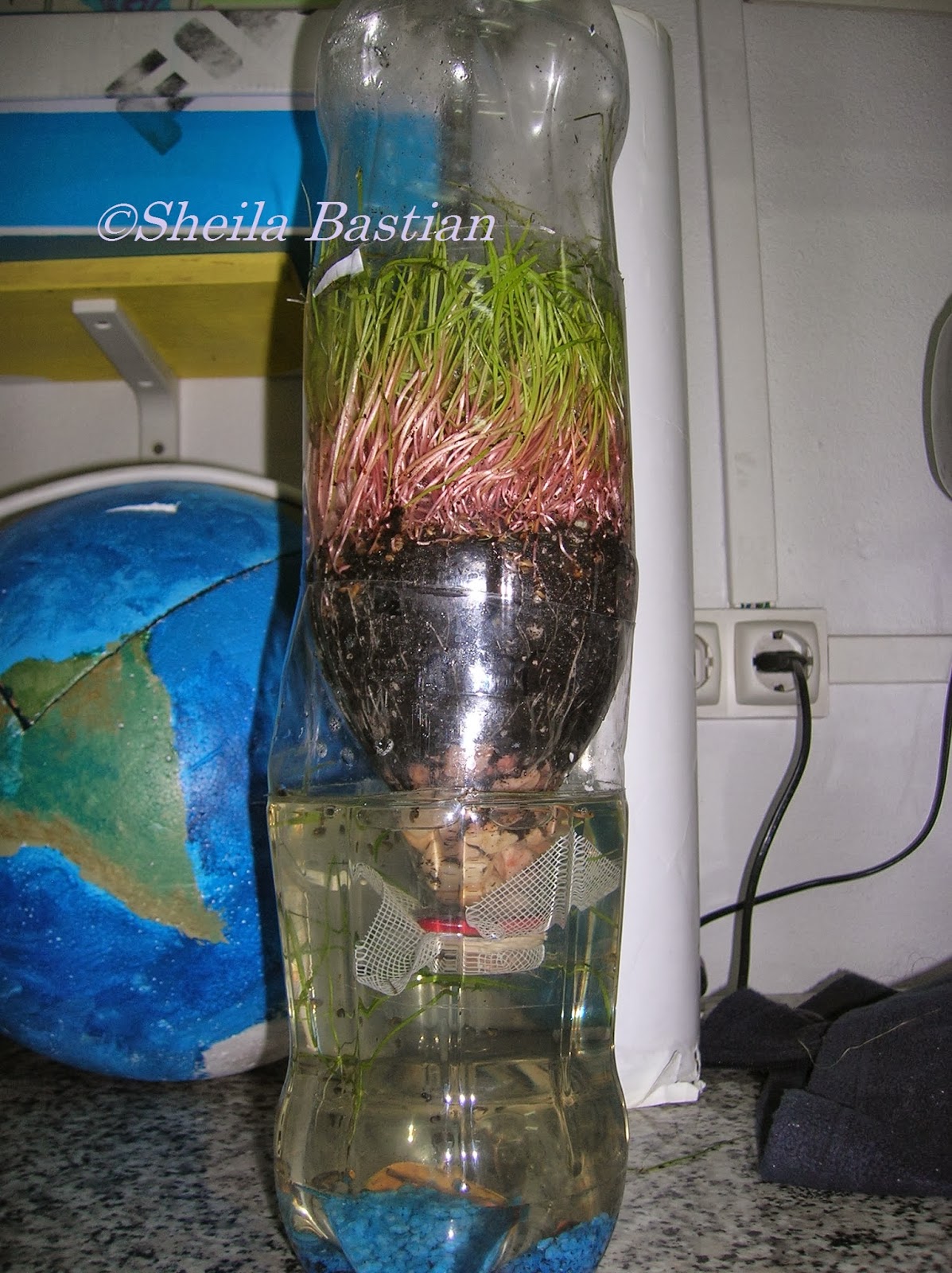 Science Magazine: MAKING AN AQUATIC AND A TERRESTRIAL ECOSYSTEM