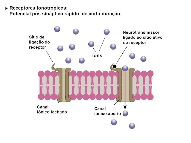 Plantando Ciência: Transporte através da Membrana Celular