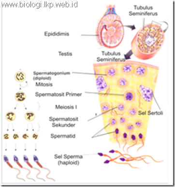 MATERI LENGKAP SISTEM REPRODUKSI MANUSIA - Inovstudy Situs Belajar Online