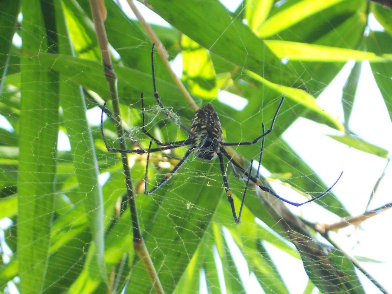 Tourism Places And Wild life, India: Big spider