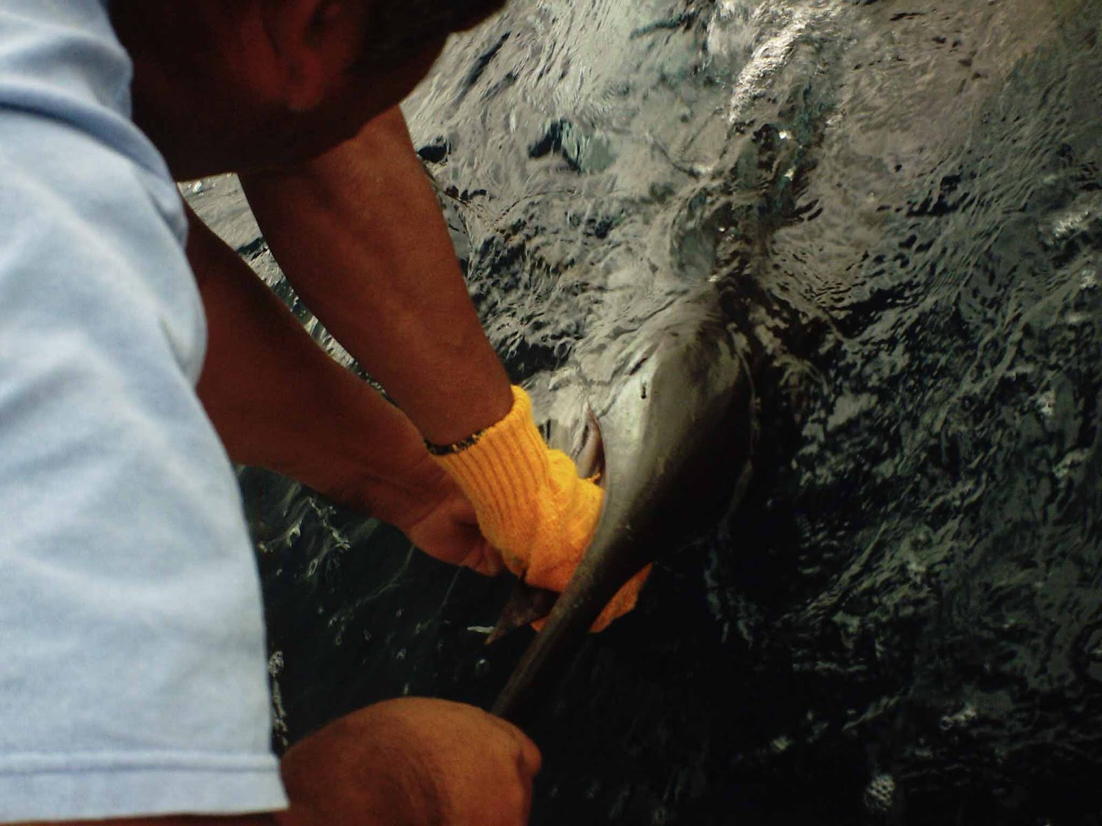 Lets Soar With Eagles: Taipei Factory Tours: Teng Feng Fishball Museum ...