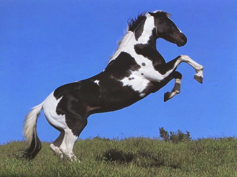 Imagenes de caballos - Fotografias equinas: Fotografia caballo pinto ...