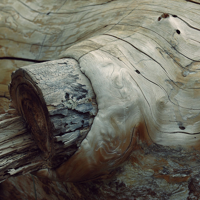 Trees, Plants, Flowers