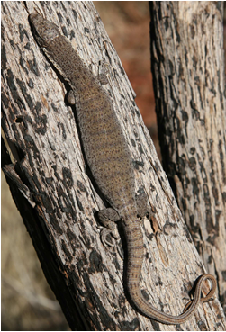 Semua Tentang drh.Menyil
