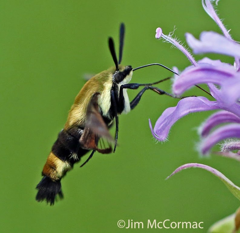 Ohio Birds and Biodiversity: Hummingbird clearwing moths