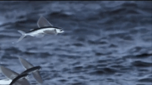 ΧΕΛΙΔΟΝΟΨΑΡΟ (FLYING FISH) photos - wallpapers | the fun bank