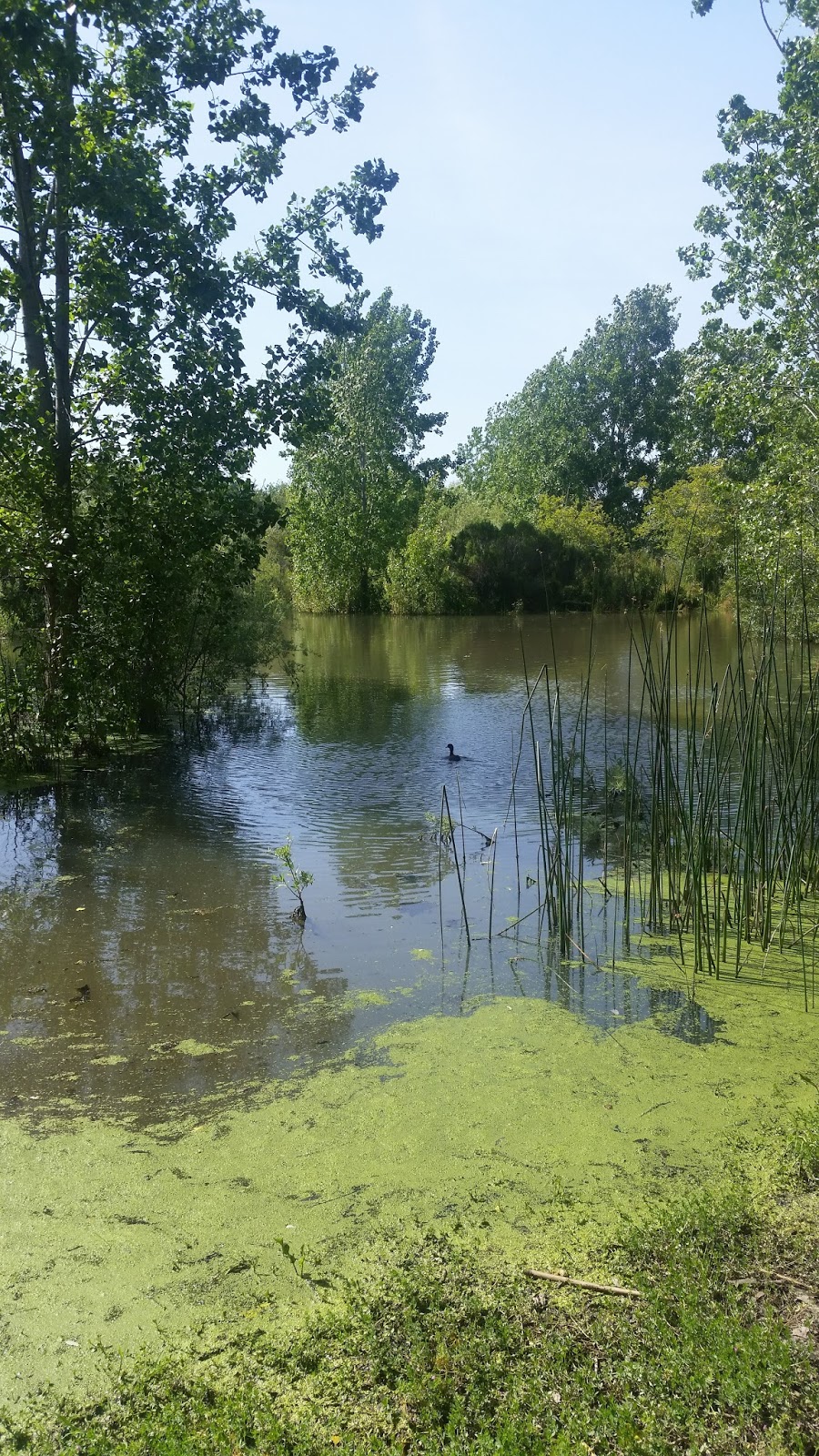 Adventures in Weseland: Tule Ponds