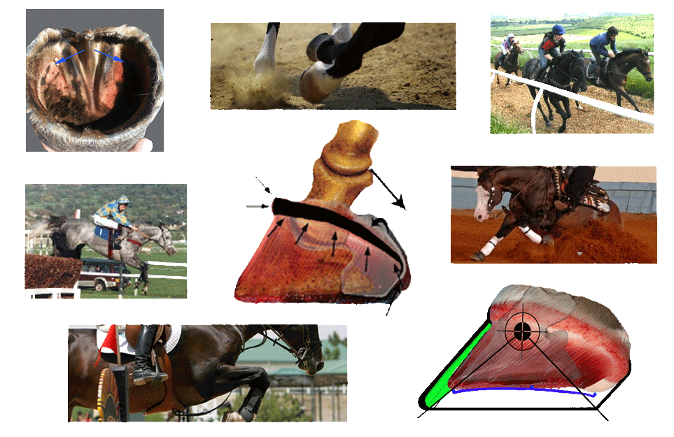 The Perfect Hoof: What is Applied Equine Podiatry?