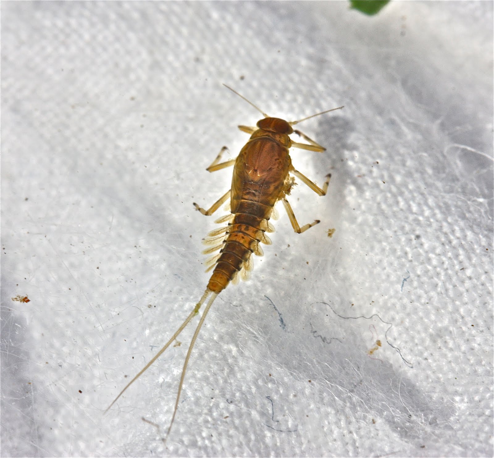 Aquatic Insects of Central Virginia: Searching for Small Minnow nymphs ...