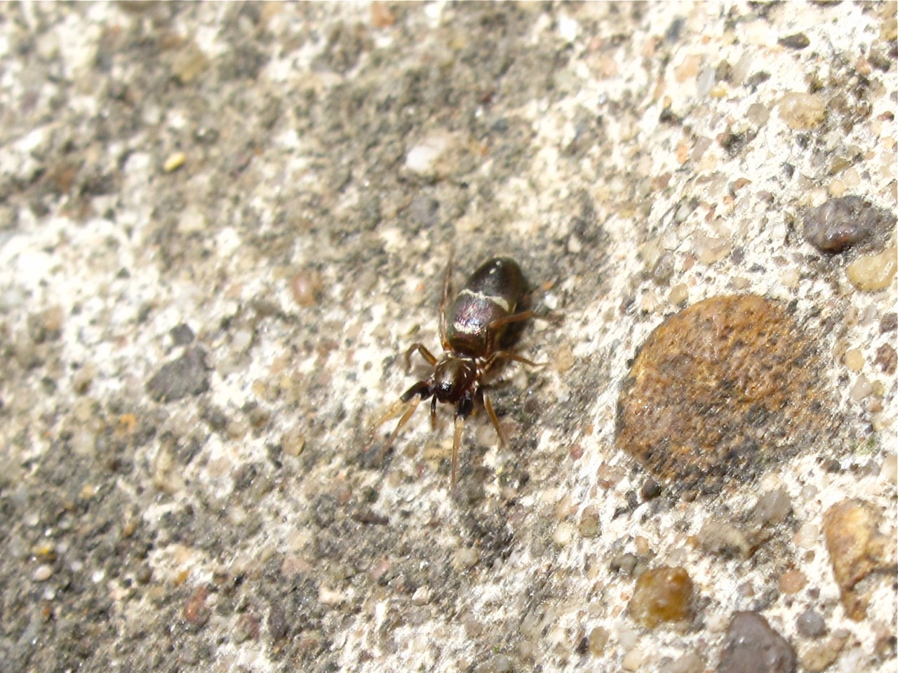 BugBlog: Gnaphosidae: ground spiders