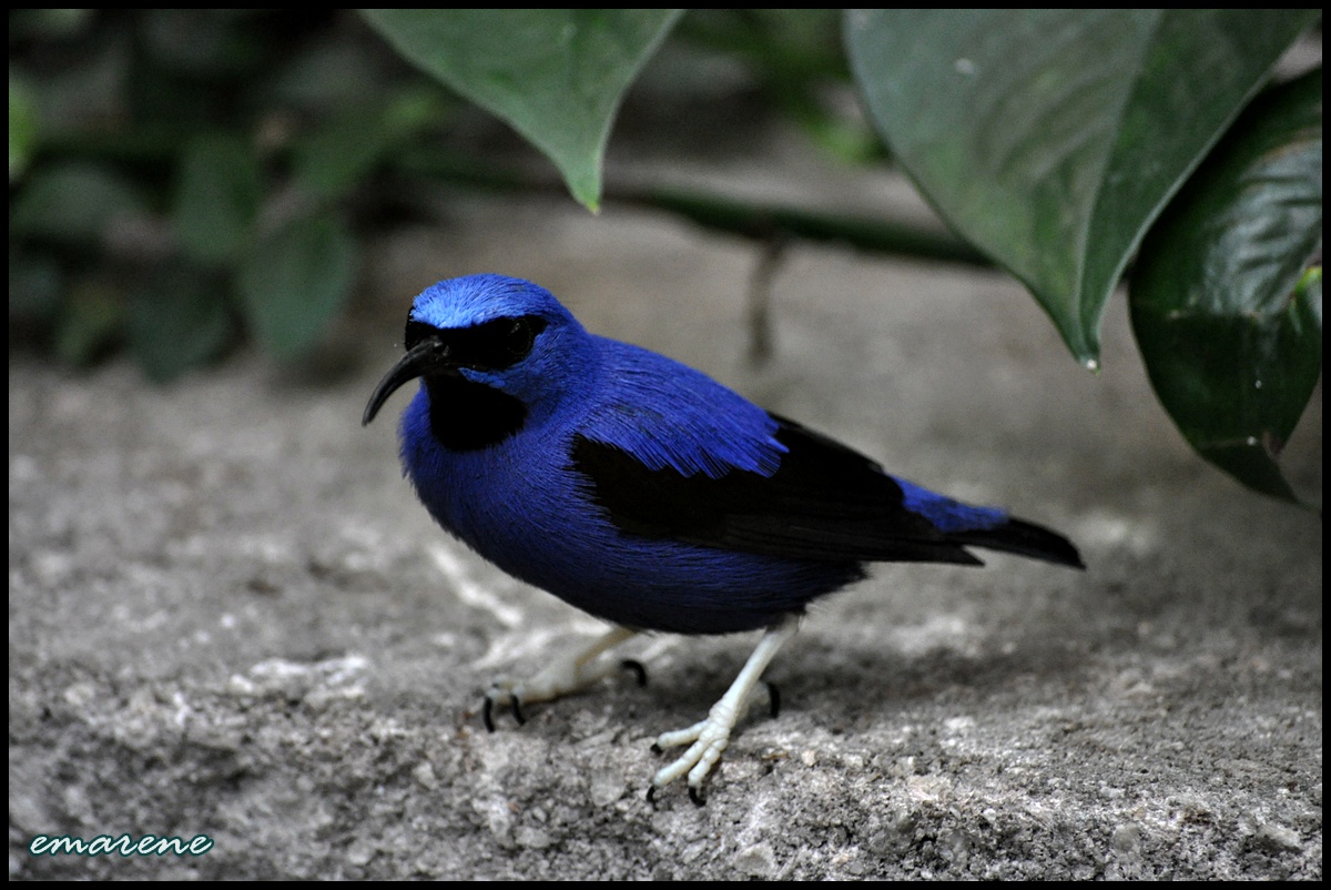 This Randomness: Litratong Pinoy - Bughaw (Blue)