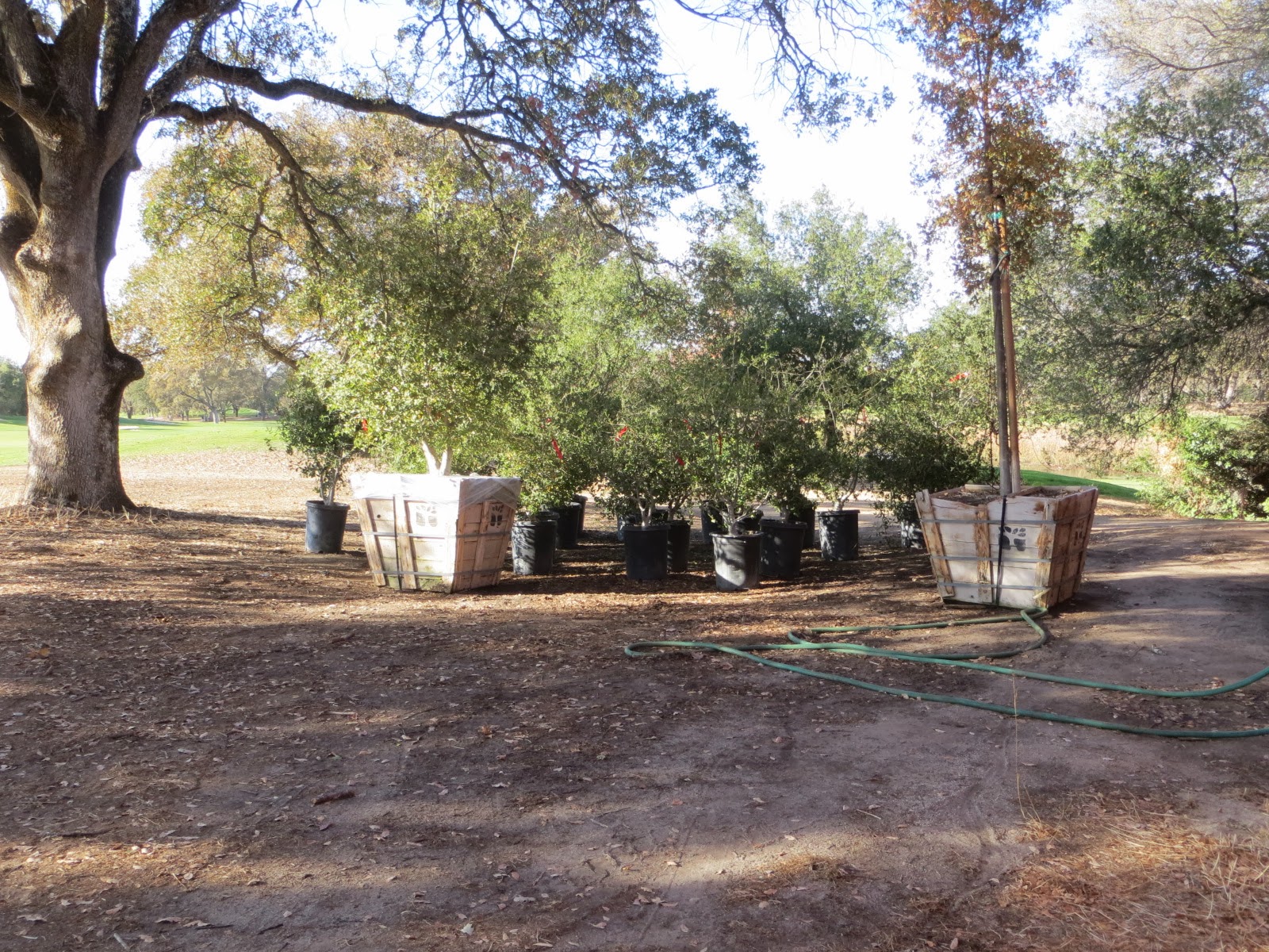 Granite Bay Golf Club Course Update: Tree Planting and Restoration