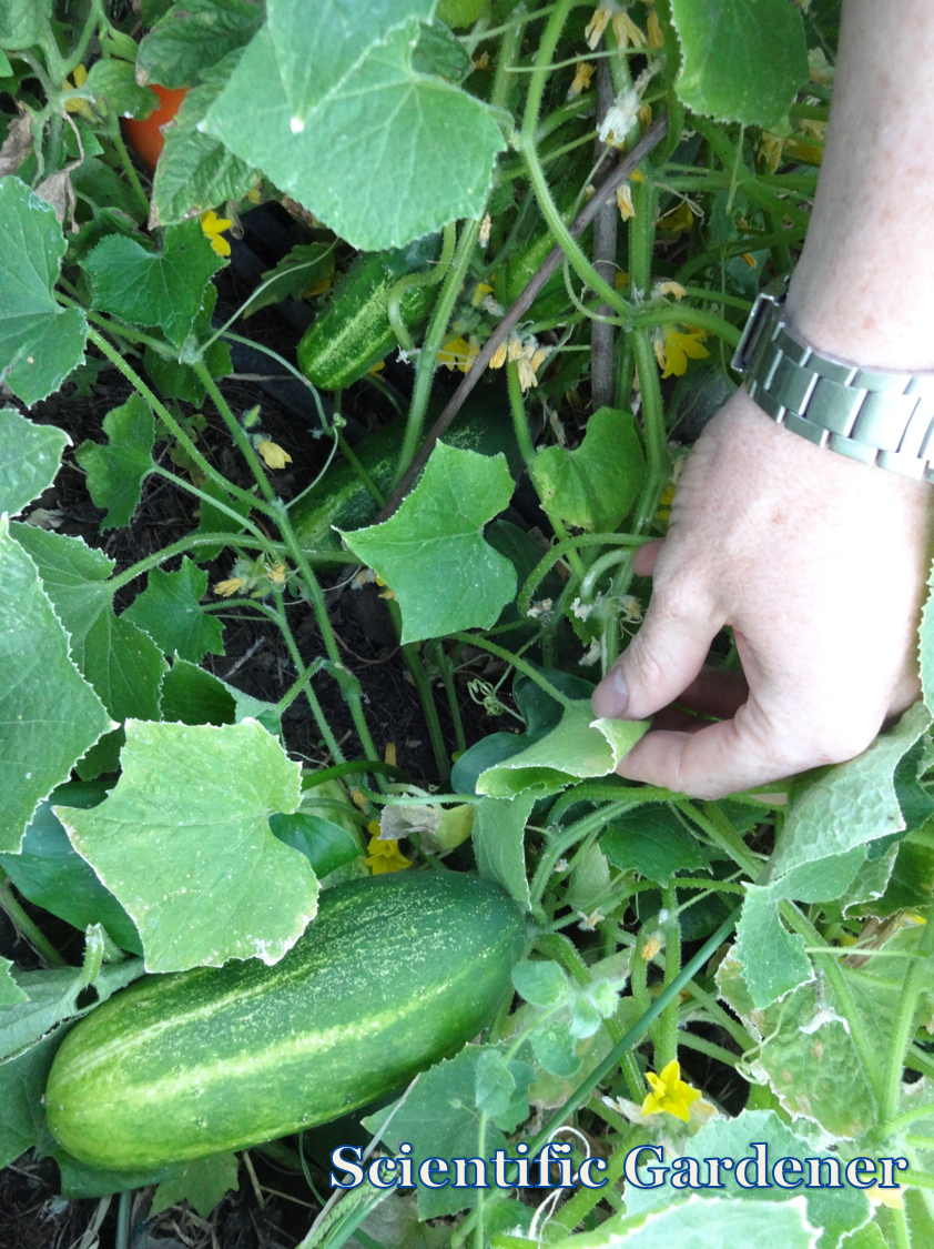 The Scientific Gardener: 2016