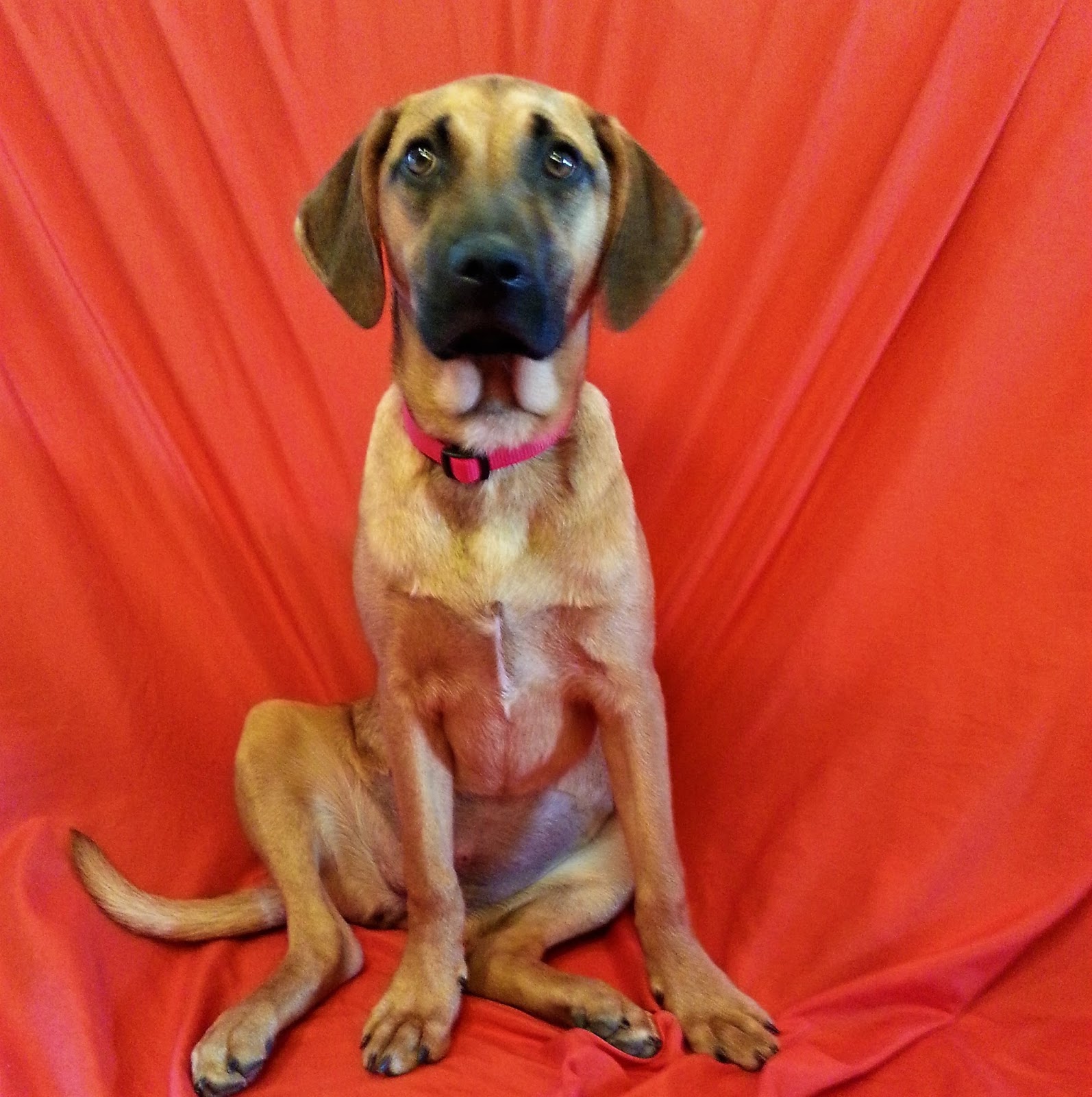 Florida, Warmth And Water: A Blessing Called Banjo