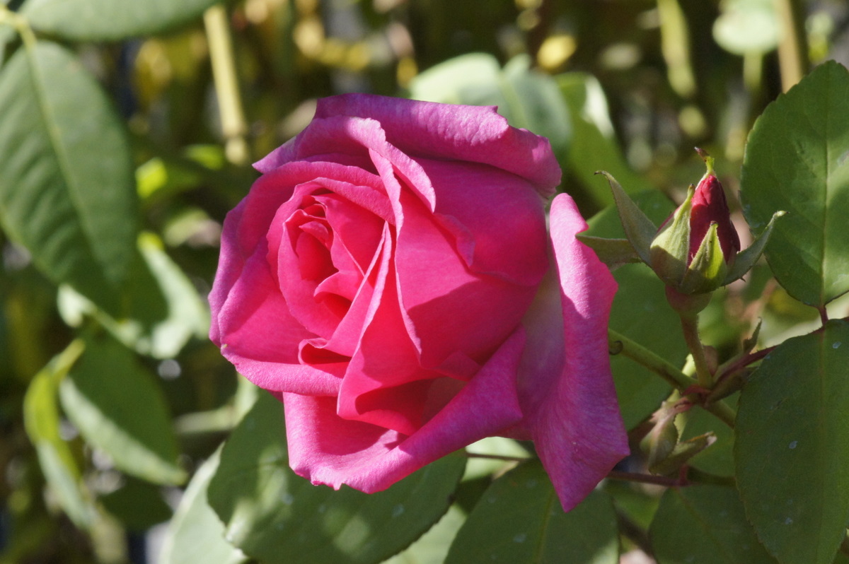 Organic Garden Dreams: December Roses