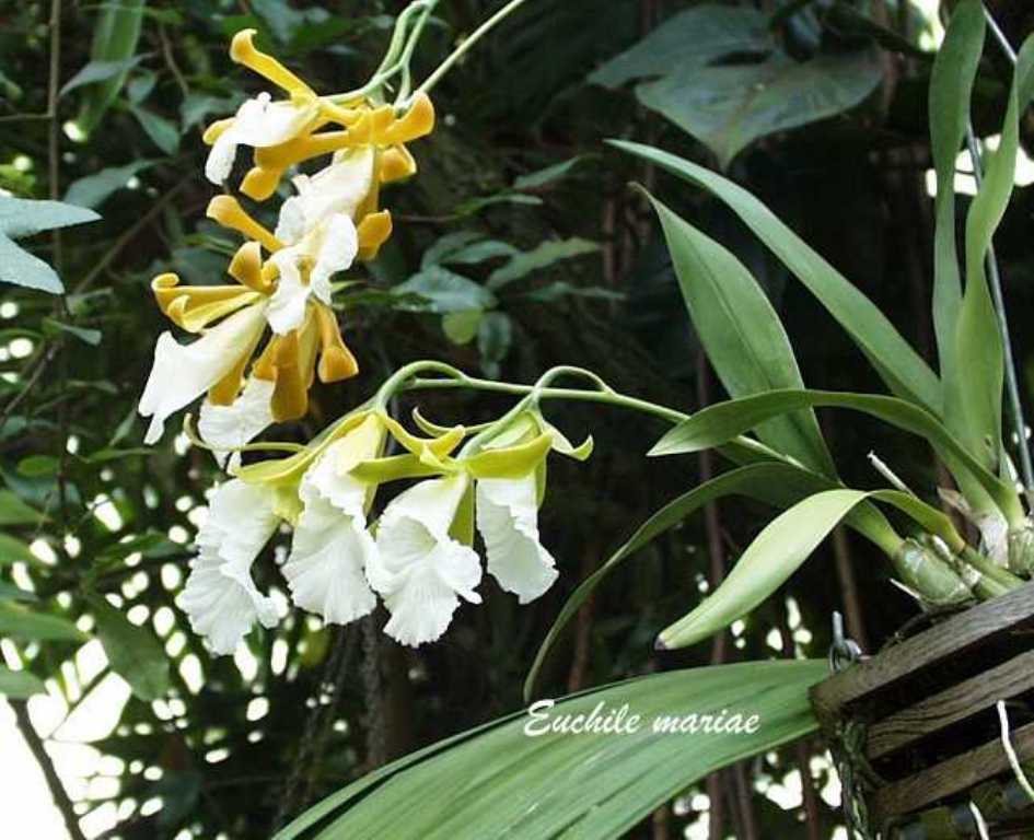ORQUIDEAS MEXICANAS: Prosthechea mariae