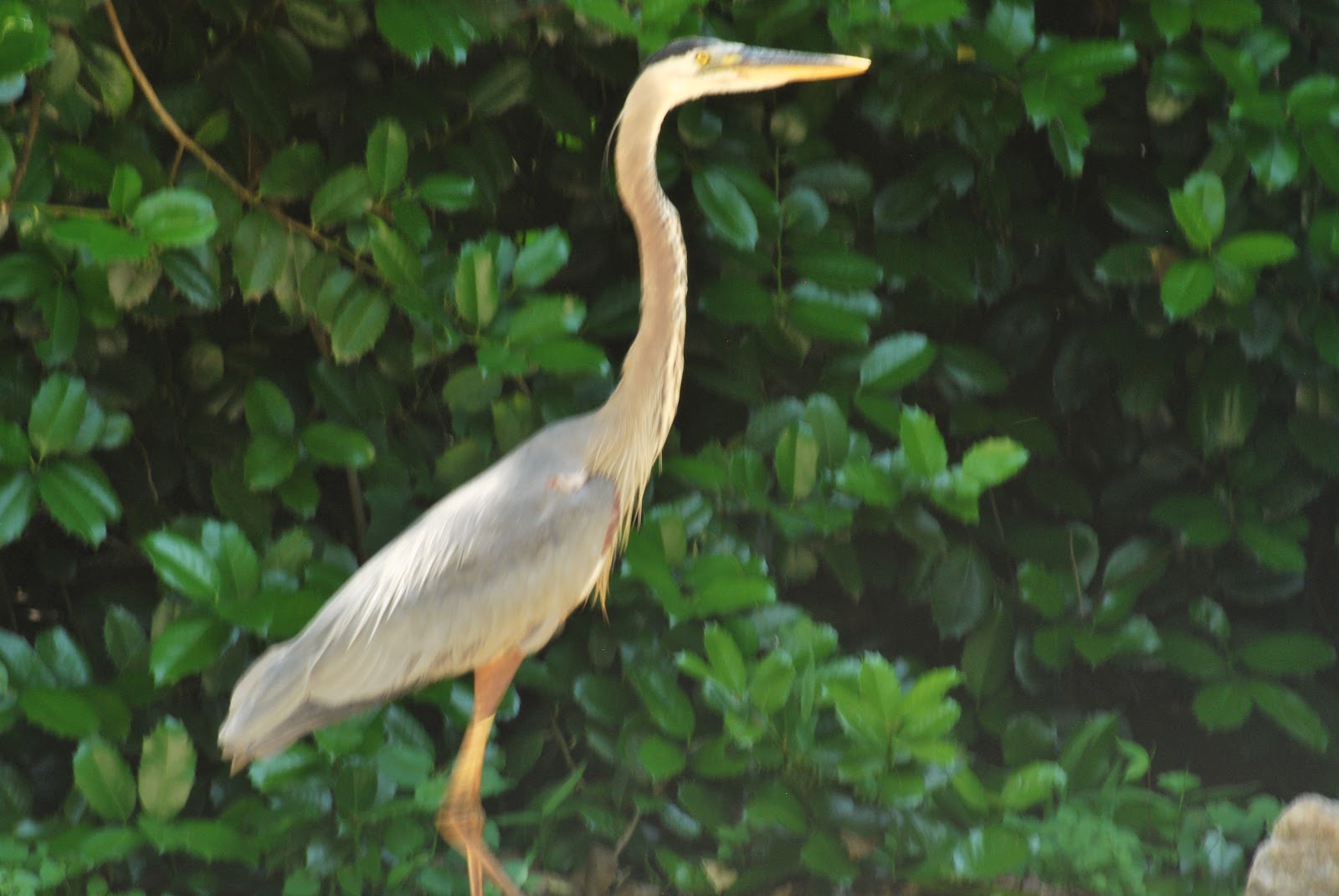 B L O G 'o' G R A P H Y . B Y. R A J E N D R A: Lewis Ginter Botanical ...
