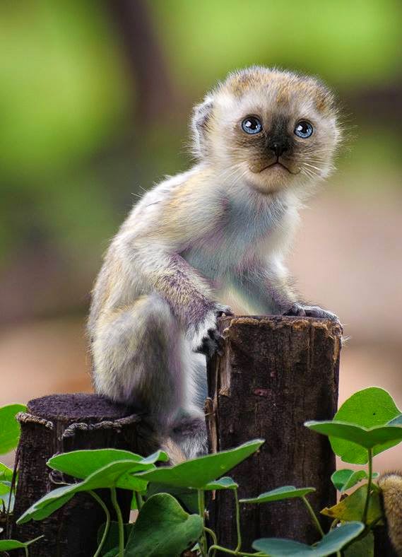 Mittens, Hewan Hybrid Kombinasi Kucing dan Monyet | LIAT AJA