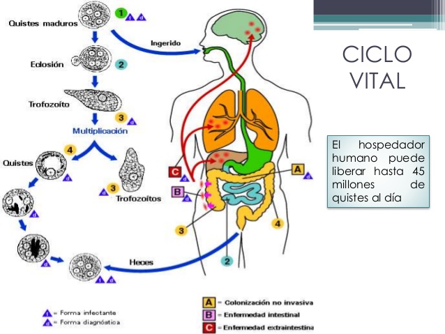 Enfermedades parasitarias : Amebiasis