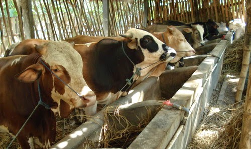Pakan Sapi Potong - Sekilas Peternakan