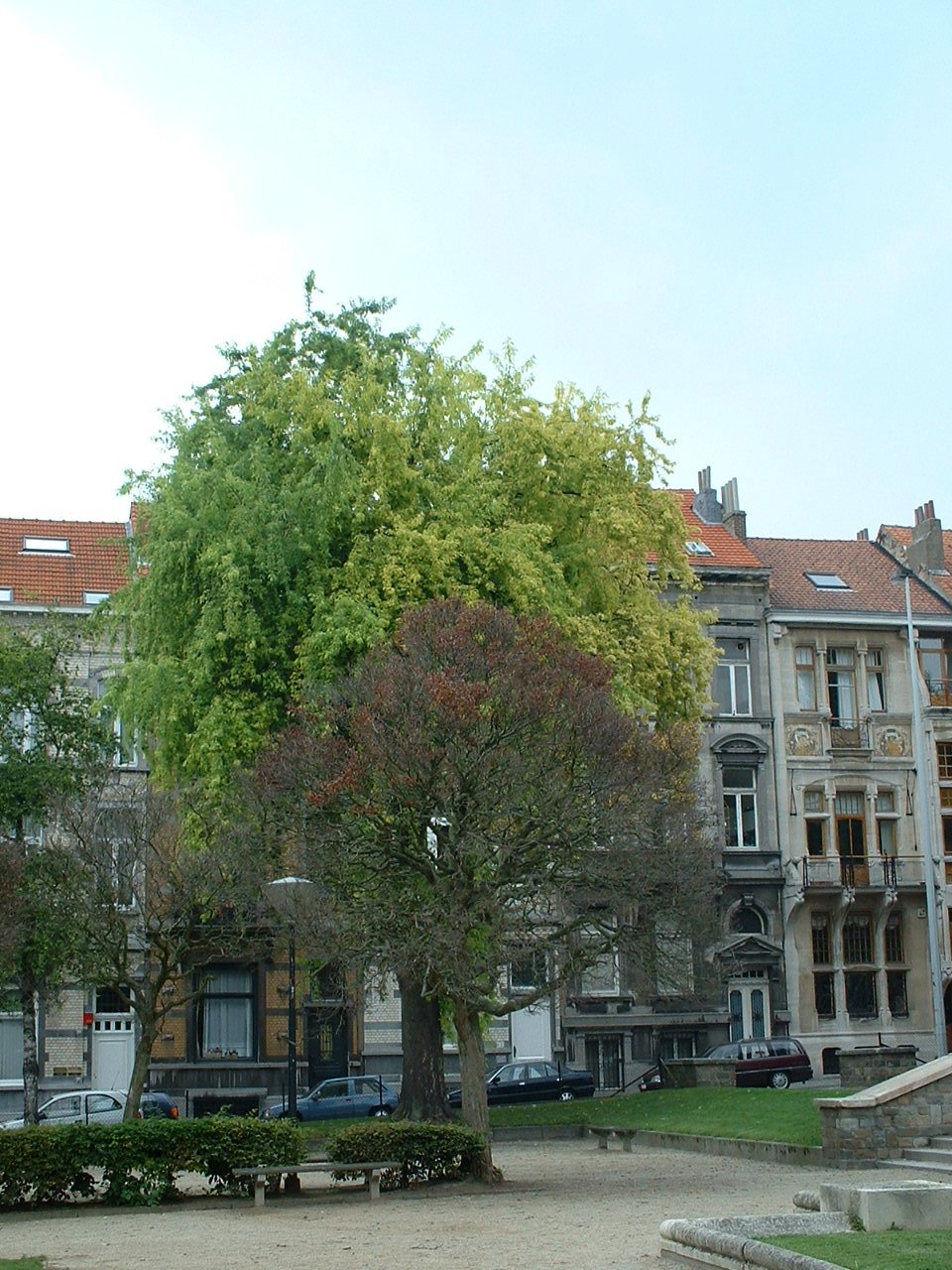 ARTE Y JARDINERÍA : ARCE PLATEADO. Acer saccharinum