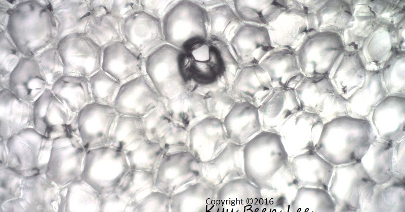 Micro-World: Celery: The food of many fibers (part two of the first one)