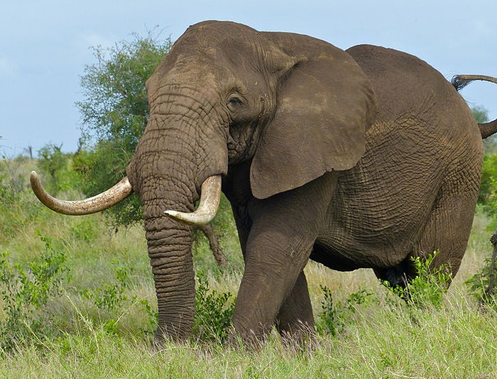 Gambar Gajah Beserta Namanya | Kumpulan Gambar Lengkap