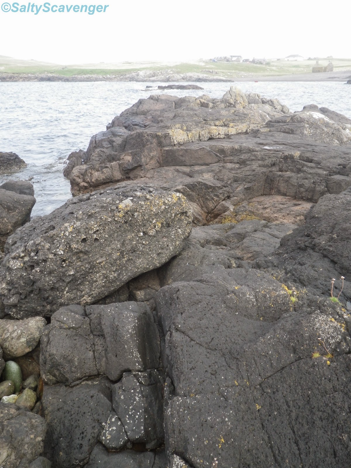 Rock Pooling: Rockpooling destintation: North Shetland, September 2014