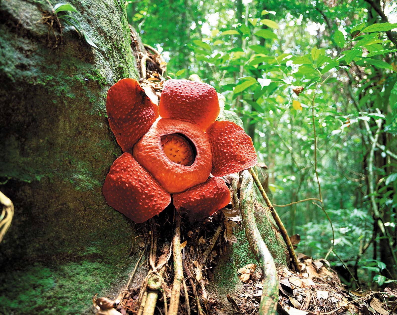 RAFFLESIA ARNOLDII FLOWER photos - wallpapers | the fun bank