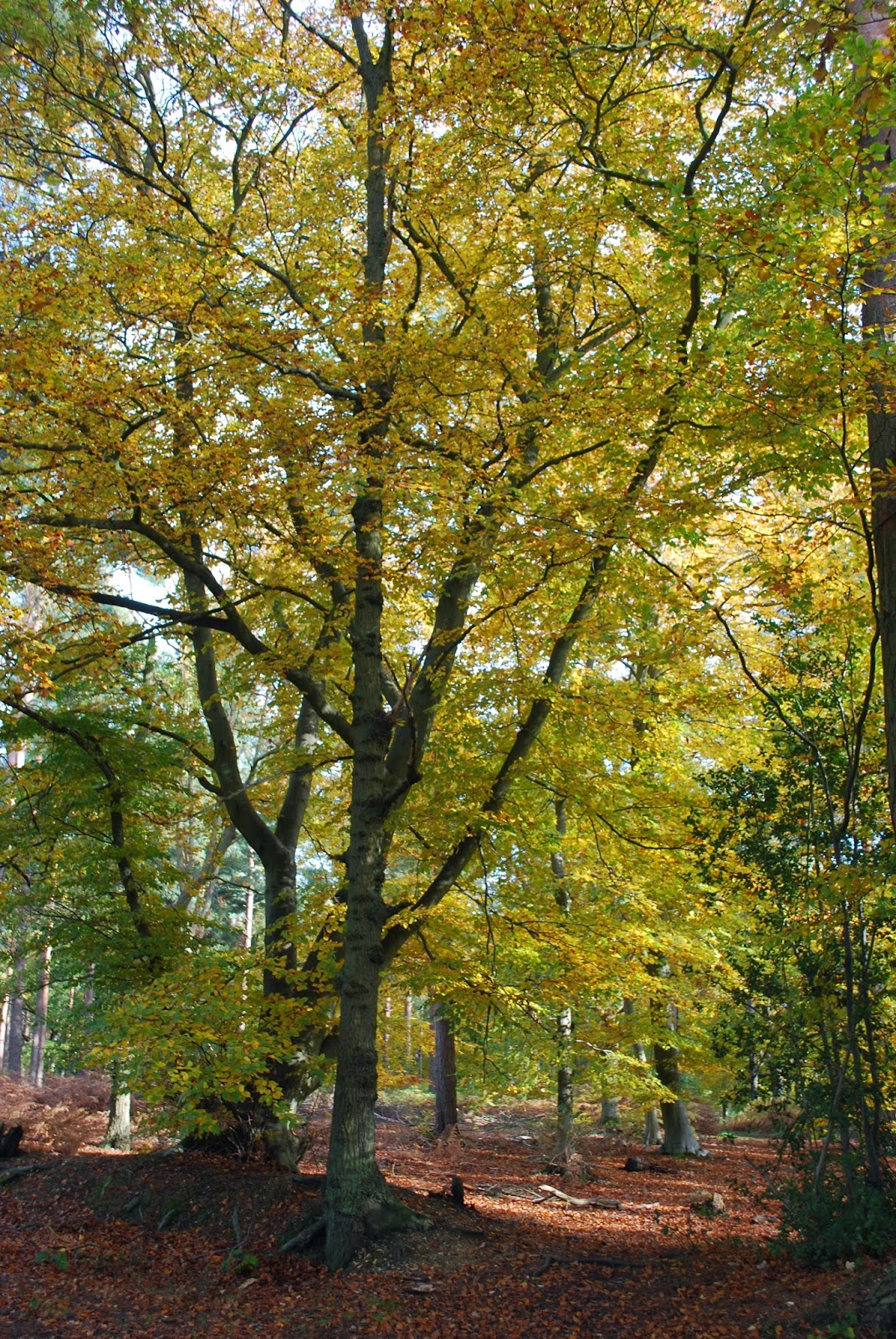 Contemplating Change: Autumnal beech trees