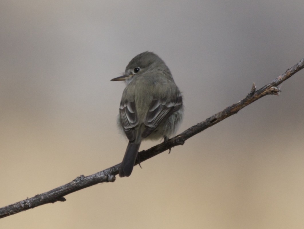 Birding Is Fun!: The Empid Enigma: To Catch a Flycatcher
