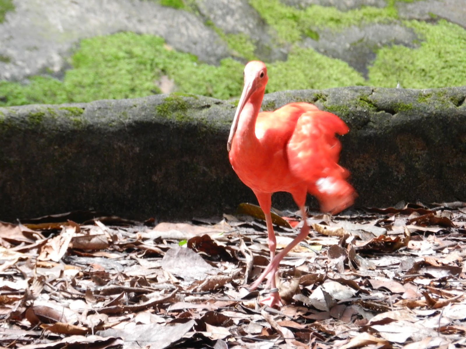 Pássaros e Flores: Guarás