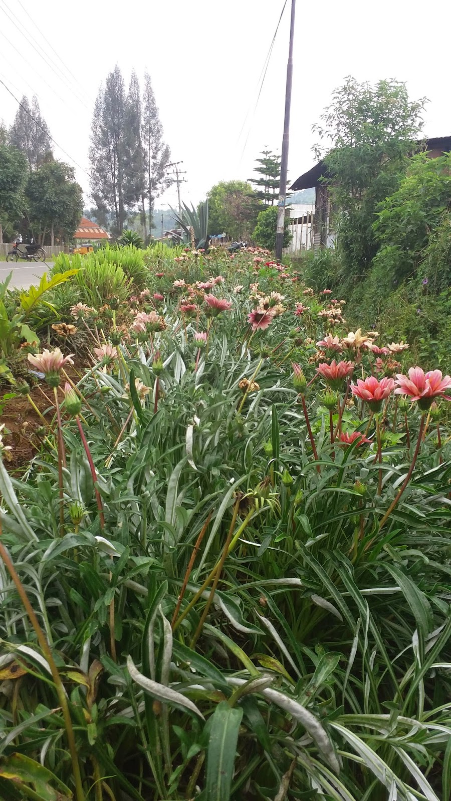 Berastagi Simalem: Bunga di Jalan Gundaling Berastagi