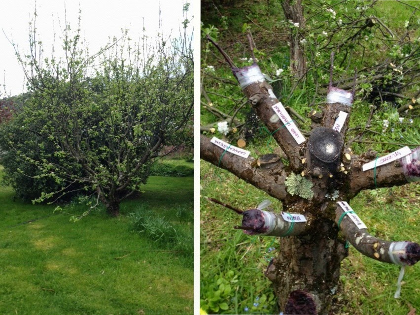 The Food Garden Group Blog: A Look at Grafting