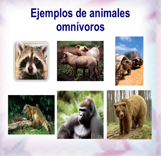 Mundo de Animales : TIPOS DE ANIMALES.