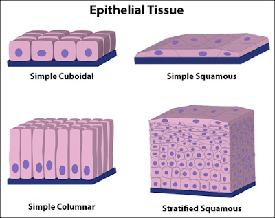 Simple epithelium - Medically