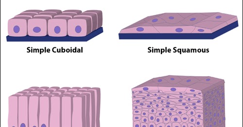 Simple epithelium - Medically