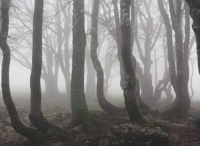 Romania's Haunted Hoia-Baciu Forest: UFO and Other Mysteries