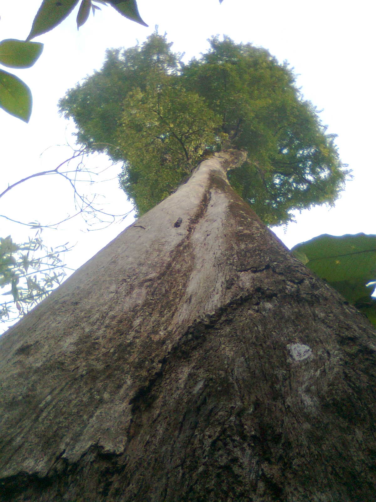 GLOBAL GAHARU: Apa itu Gaharu