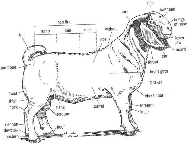 Got Your Goat Info: Barnyard Speak: Understanding Bucks