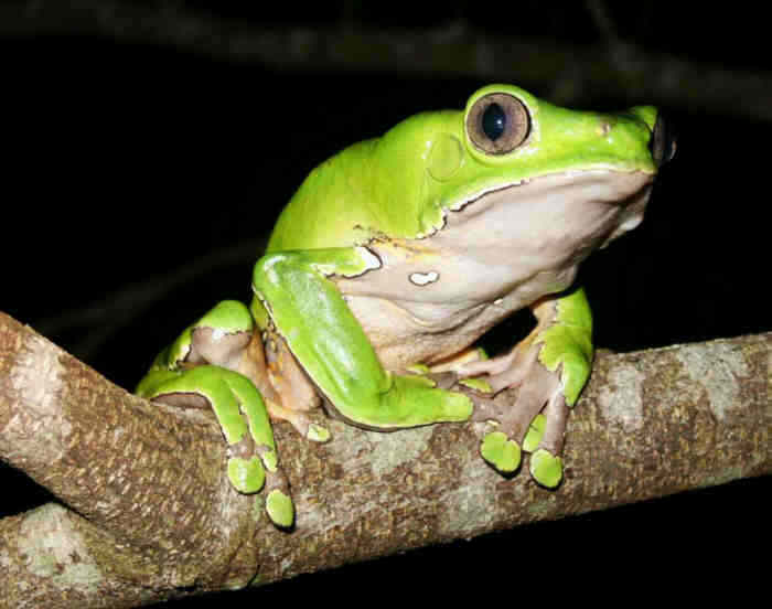 And I Think to Myself...What A Wonderful World.: Creature Feature: Sapo.