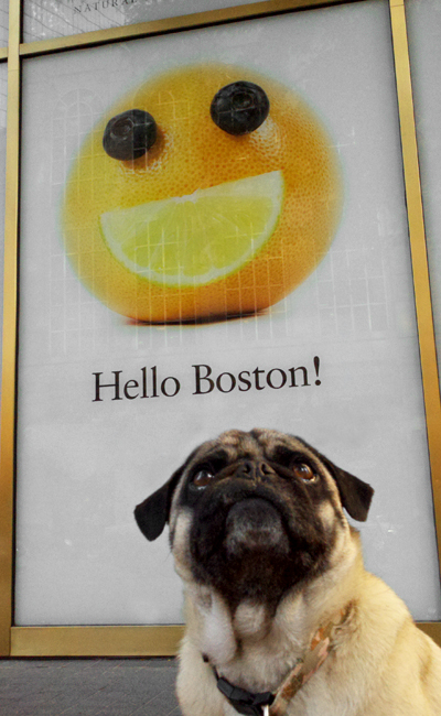 The Daily Puglet: HELLO BOSTON!