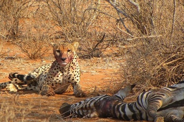 Deformutilation: Cheetah's With Bloody Muzzles