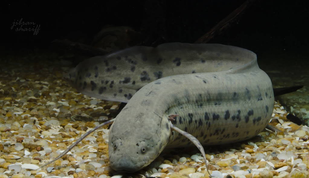 Protopterus annectens - African lungfishes | Fishes Wiki Gallery