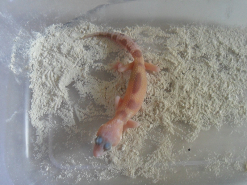 Tempat Jual Leopard Gecko Murah Berkualitas: Gecko Raptor Poss Het ...